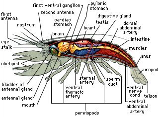 Crayfish Dissection Lab Companion